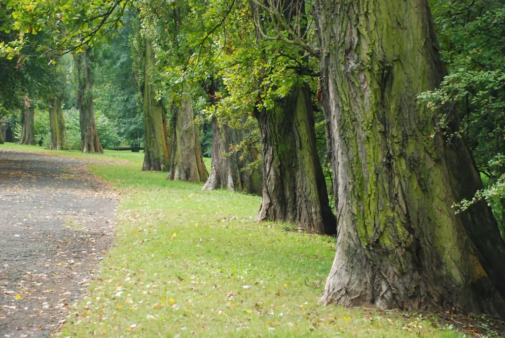 TOPOLA - DRZEWO BEZ PRZYSZŁOŚCI? JAK ZROBIĆ SADZONKI TOPOLI. | ZIELONA ...