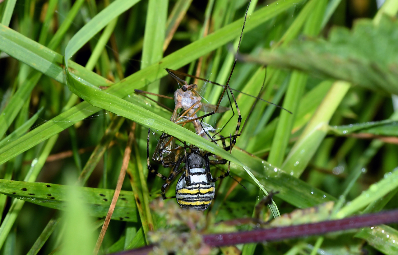 Jozef van der Heijden - Natuurfotografie: Wespenspin vangt een langpootmug