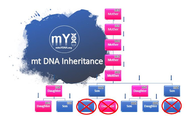 DNA BASICS - mitochondrial DNA Inheritance