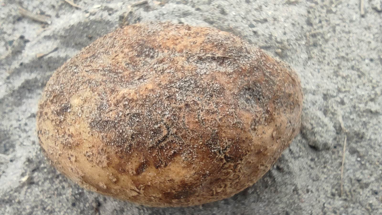 Skąd się bierze parch na ziemniakach