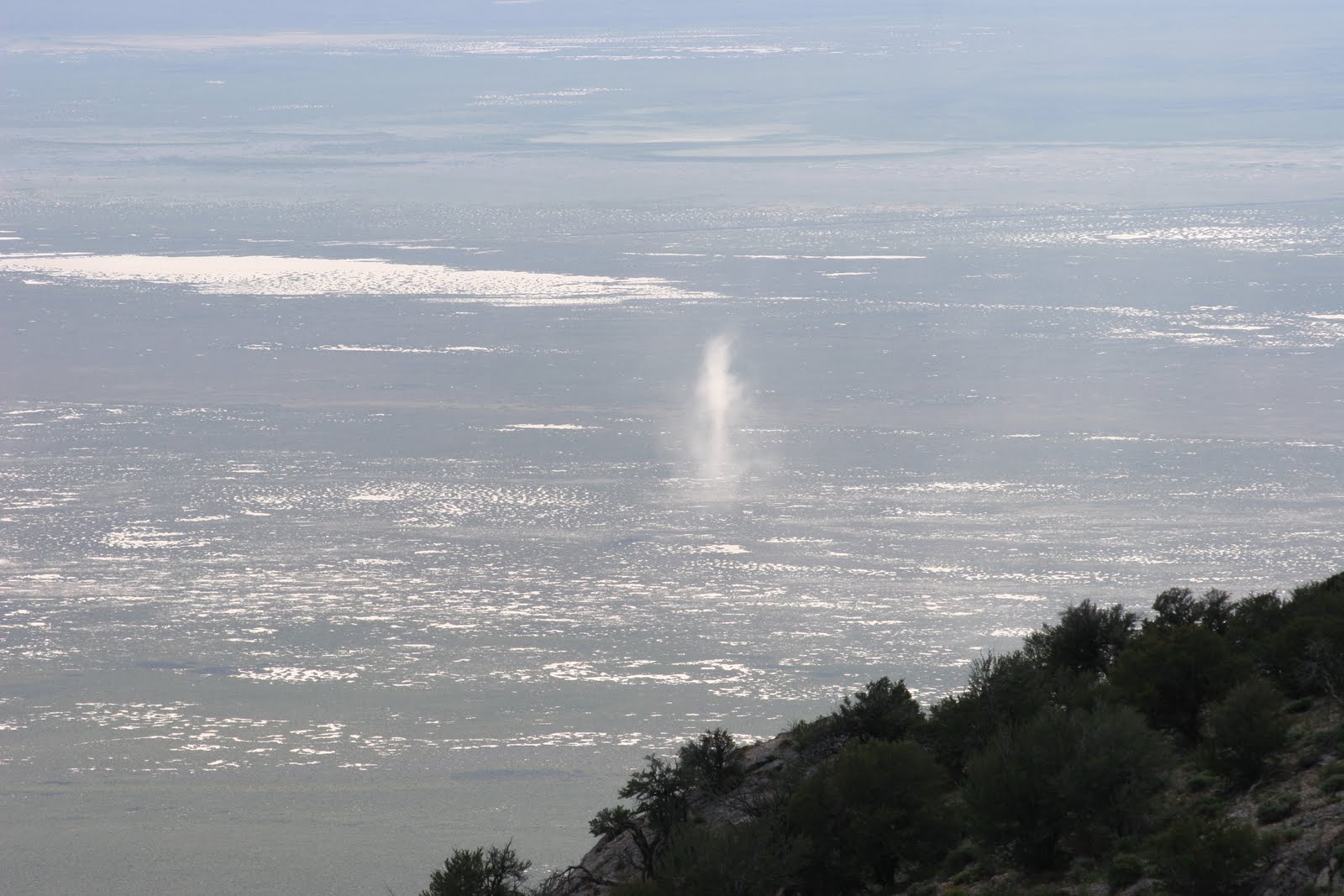 Great Basin Ute: Pequop Mountains, Nevada
