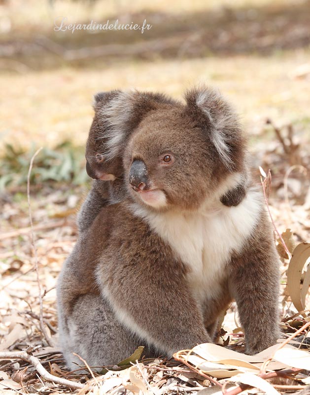 Maman Koala et son petit, suite.