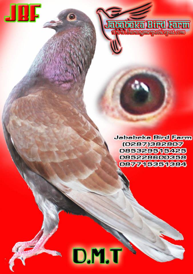 085228600358 / 085329515425 Kunci Rahasia Bermain Merpati Juara Kolong ...