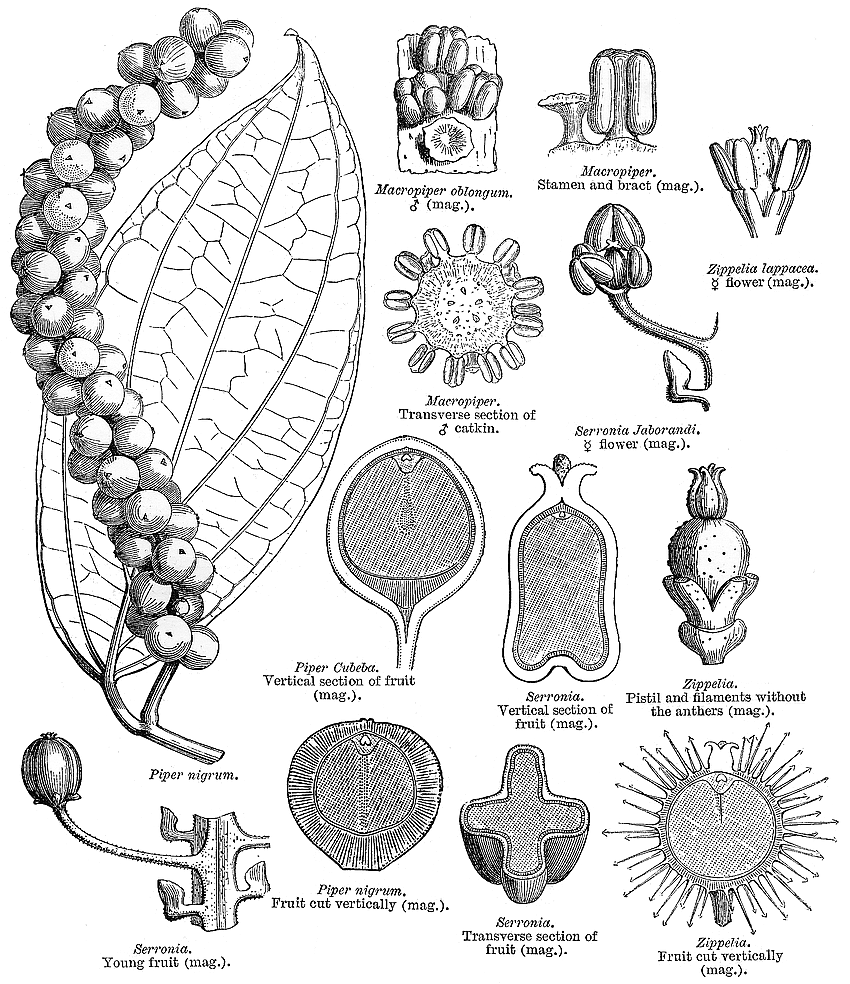 PLANT FAMILIES OF PUERTO RICO AND FLORIDA PAPO VIVES: PIPERACEAE ...