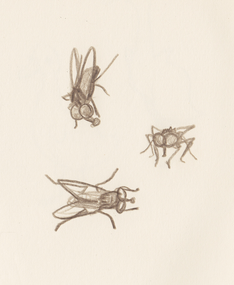 Andrea Gerstmann Art: House Flies