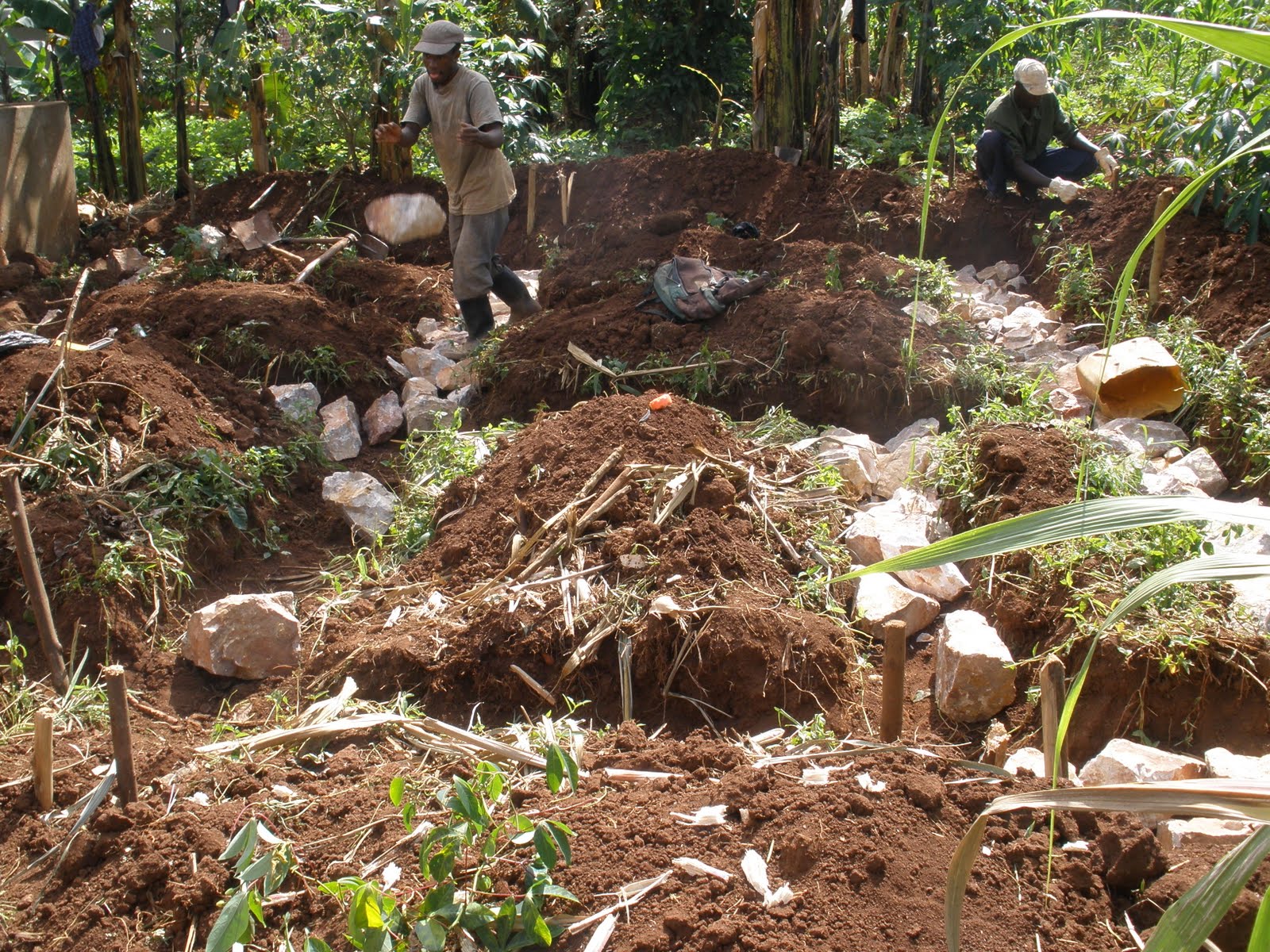 African Summer: Piggery!