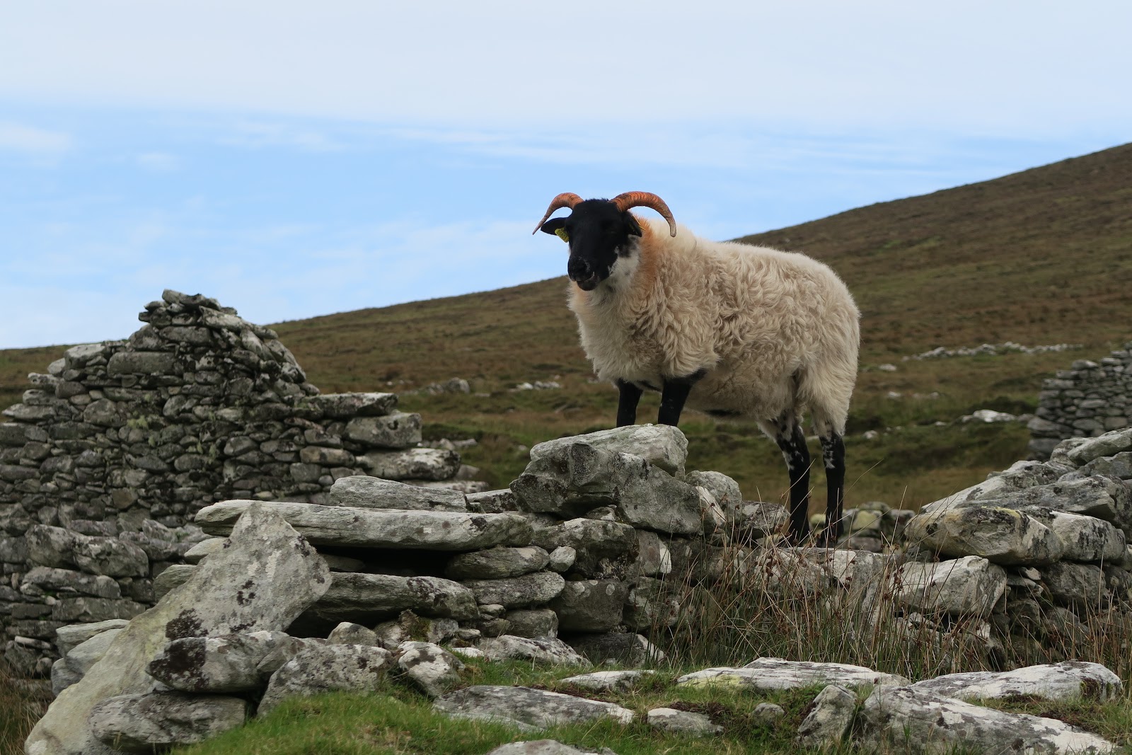 Day 12 & 13: Ireland - Sheep and driving
