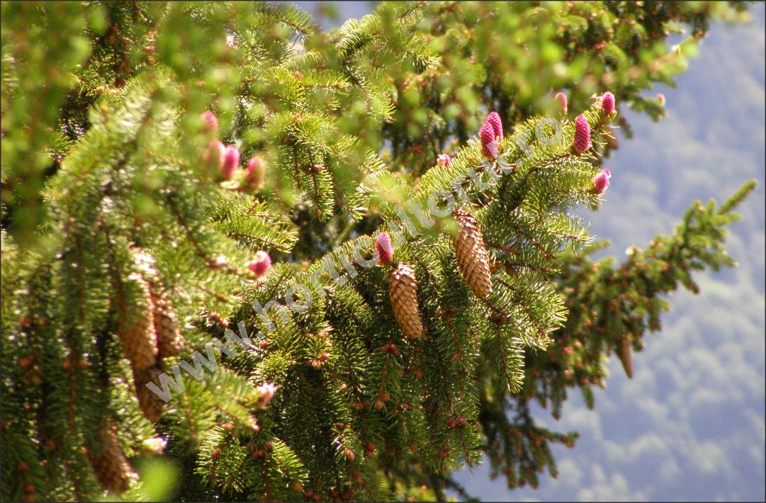 Plante de plante: MOLID(Picea abies)-Feeria padurilor Romaniei (III ...