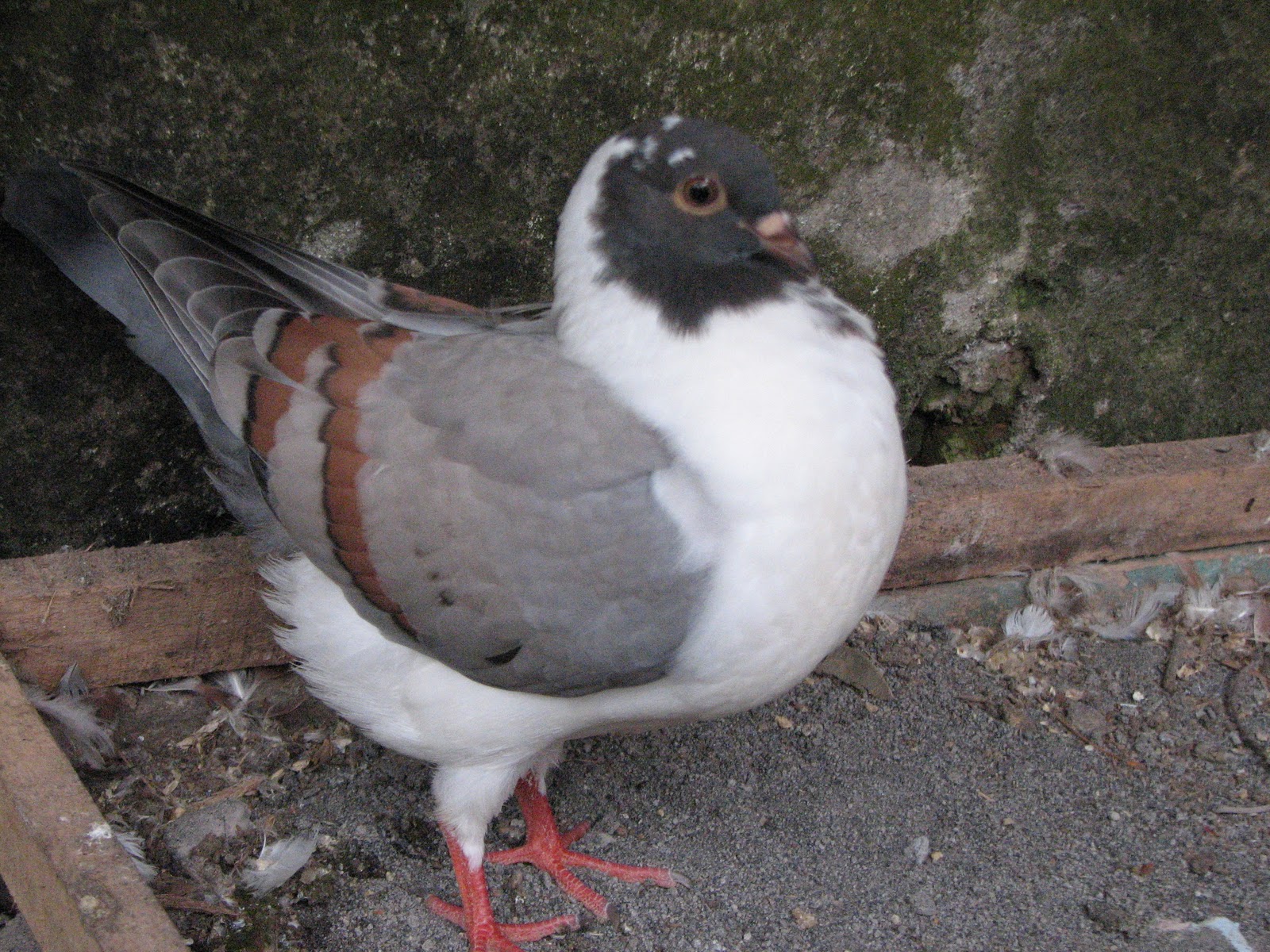 MERPATI HIAS JOGJA: Anak-anak merpati hias