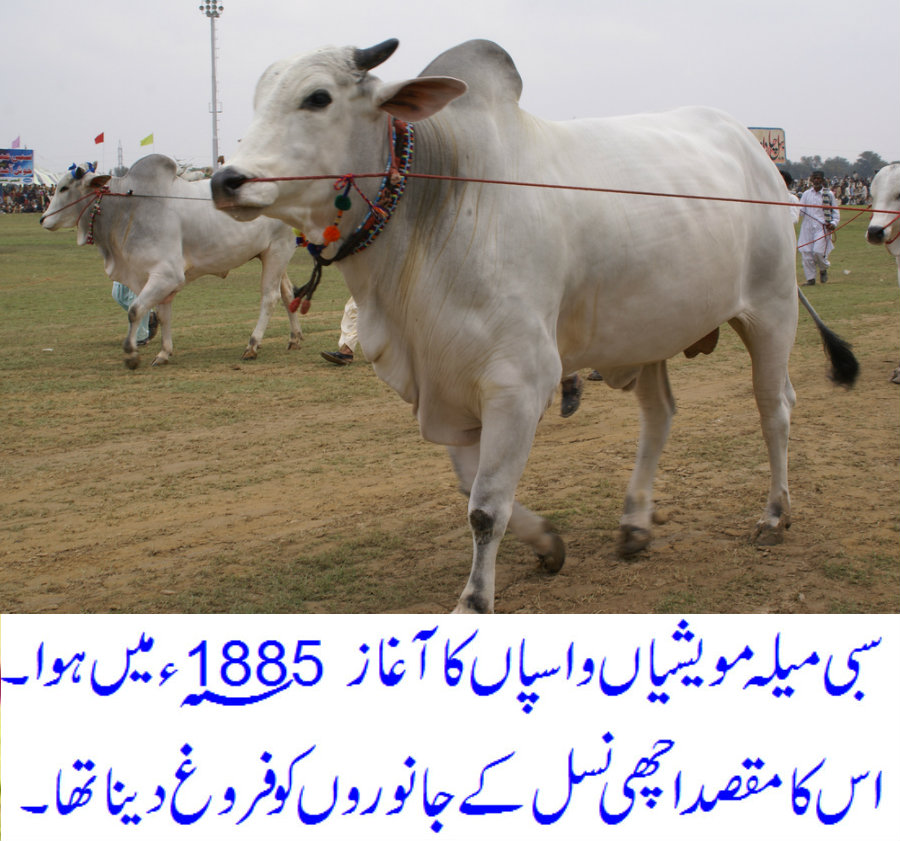 Sibi District of Balochistan Pakistan