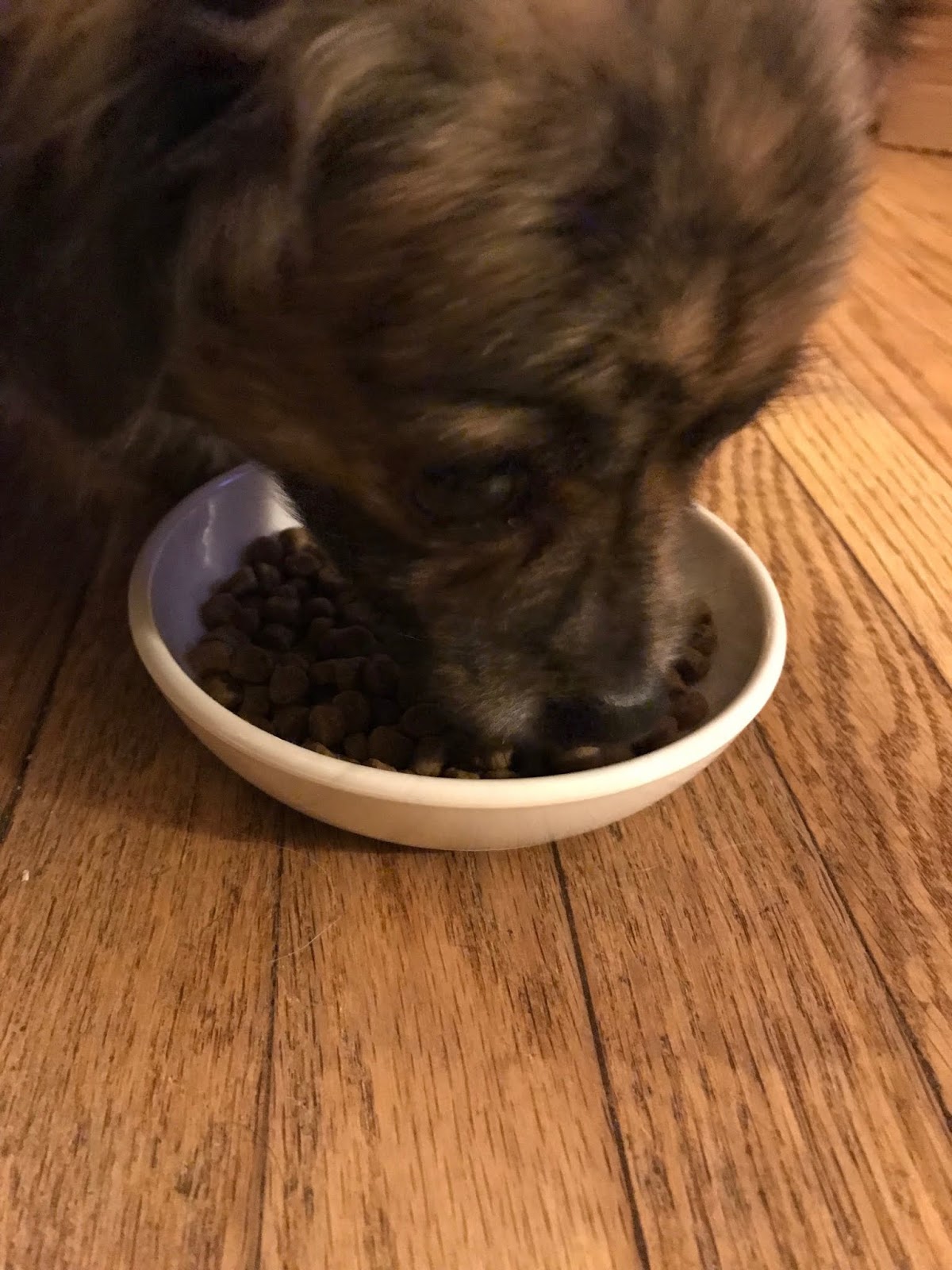 My Dog Says Woof!: Product Review: Solid Gold Mighty Mini Dog Kibble