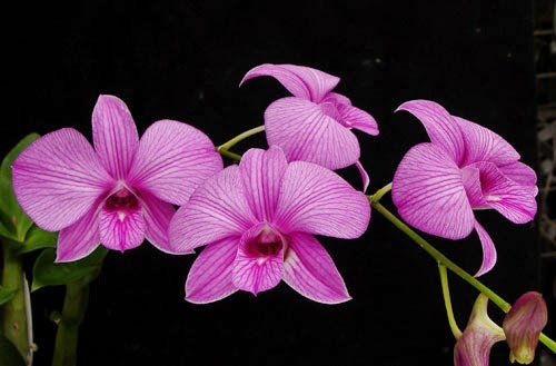 Anggrek Larat (Dendrobium phalaenopsis) - Pesona Nusantara