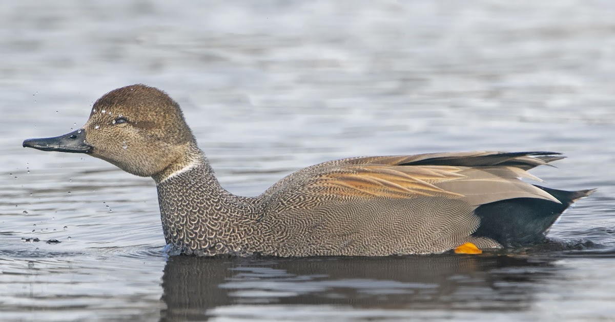 Shoreline Area News: Photo: Drippy dabbling duck