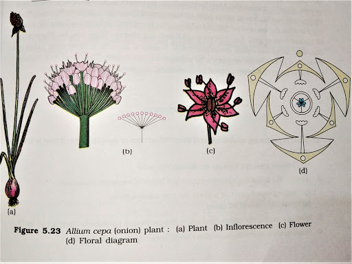 LILIACEAE FAMILY NCERT EXAMPLES [ MNEMONICS / TRICKS] | MNEMONICS FOR ...