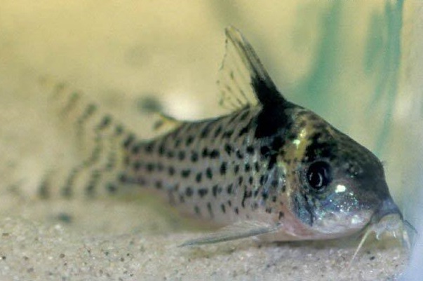 Callichthyidae Armoured Catfish - Fishes World - HD Images & Free Photos