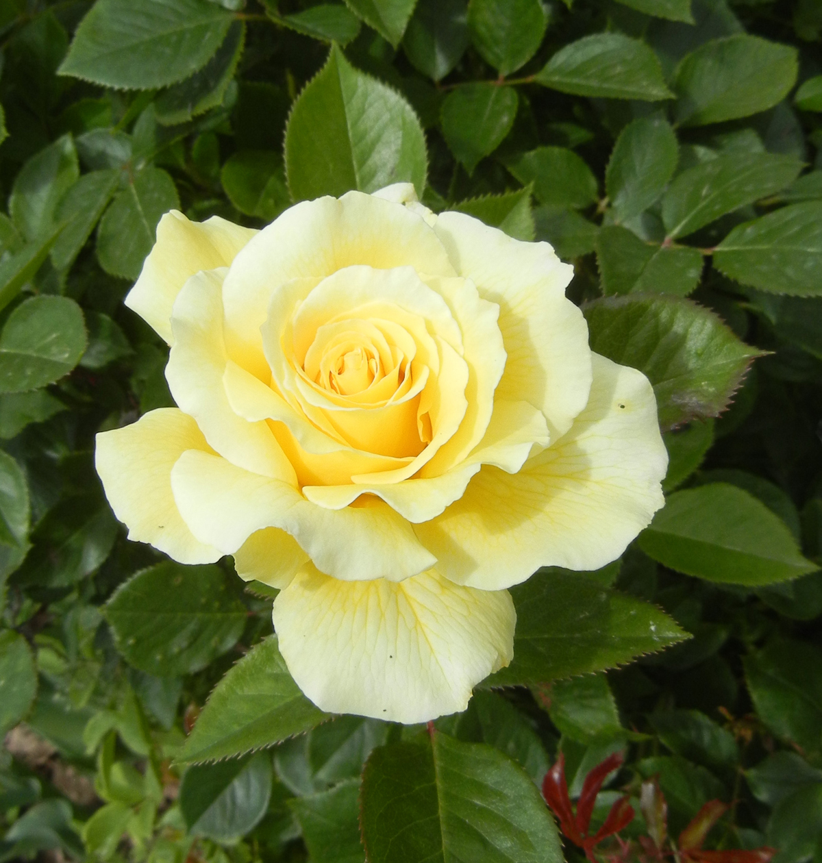 Photographing Flowers: Just Roses