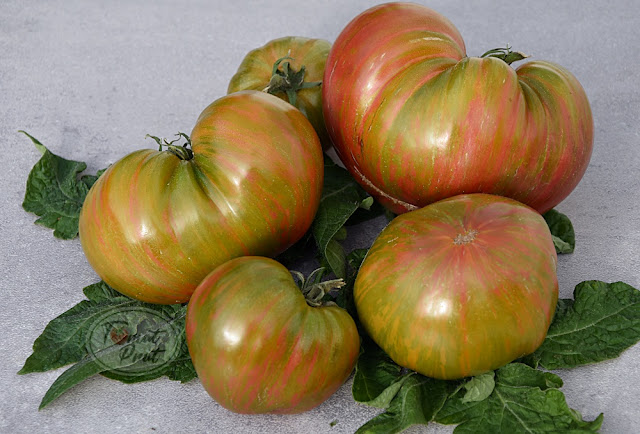 Helenes Tomater: Dwarf Peppermint Stripes