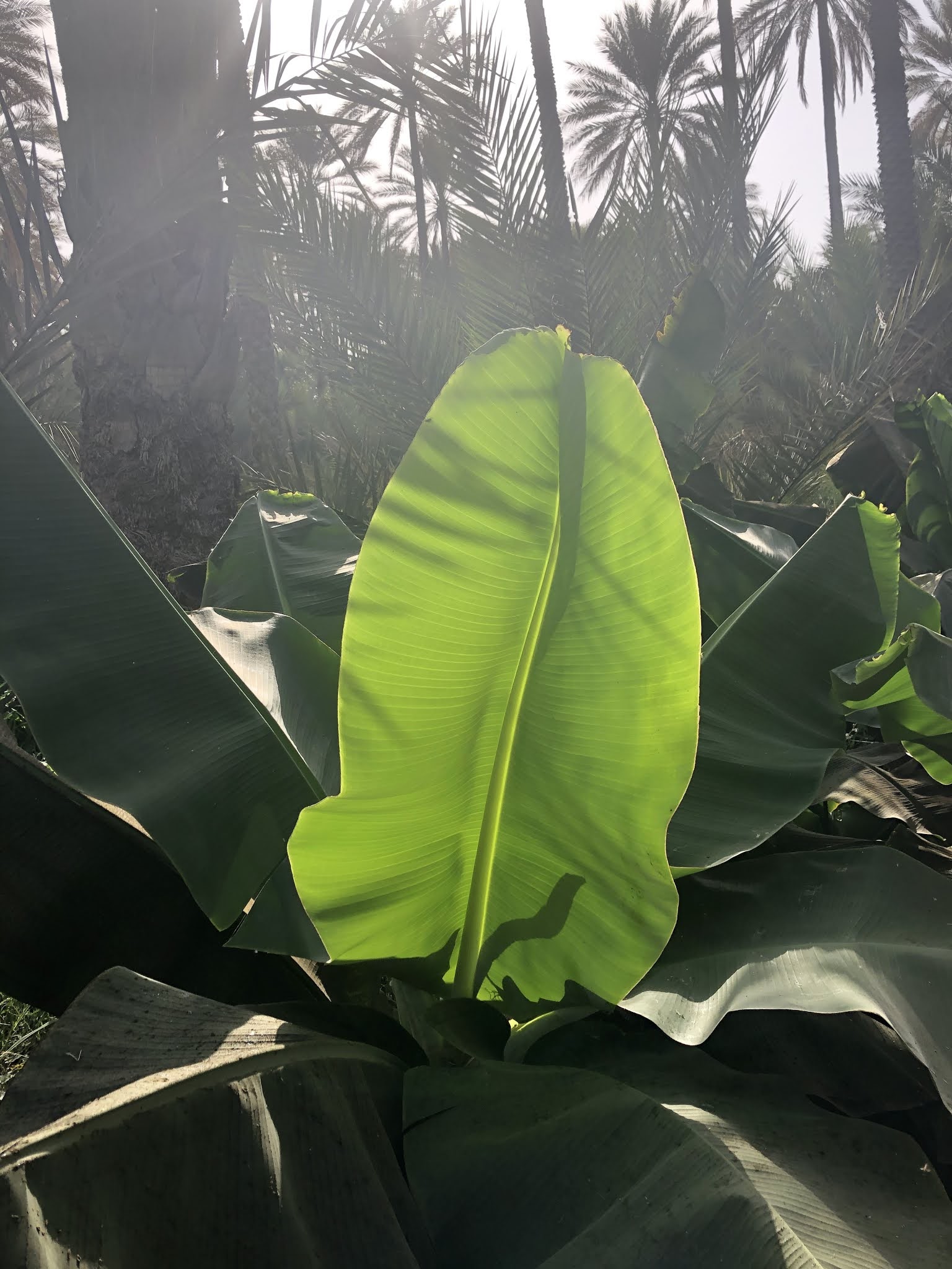 Samail - oasis with rich history