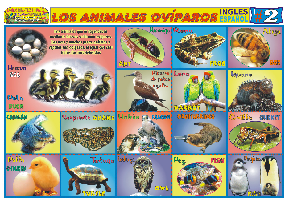 LAMINAS LIE AND TIM-WHI