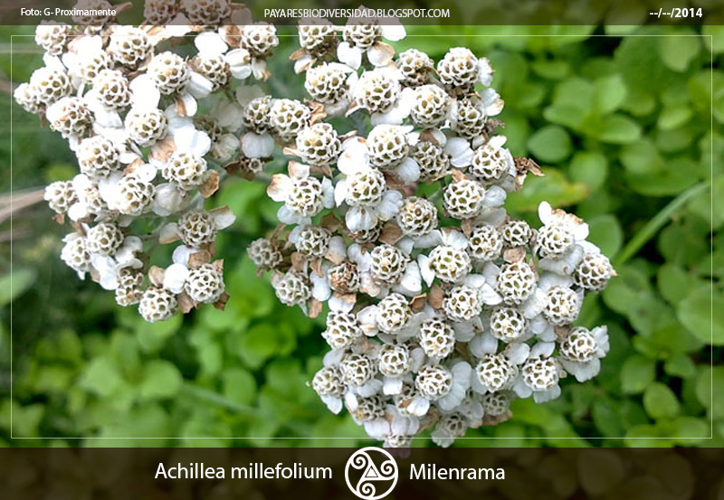 Payares Biodiversidad: Flora