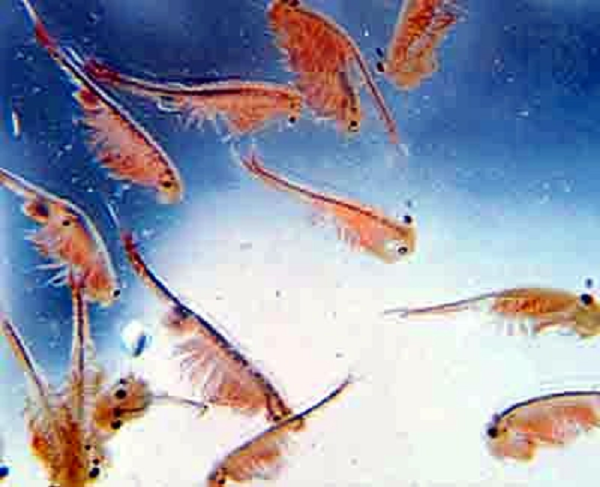 Mengenal Hewan Sea Monkey dan Cara Merawatnya