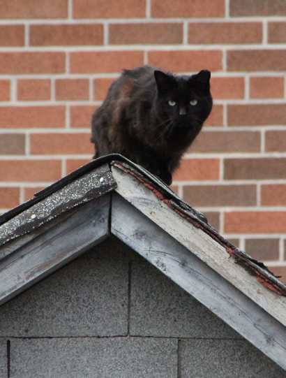 Cherry Street Cats: The cats of DD