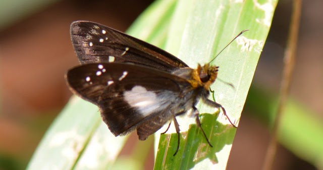 The Forested Path (and Beyond): BUTTERFLIES of RAUB: Gerosis limax ...