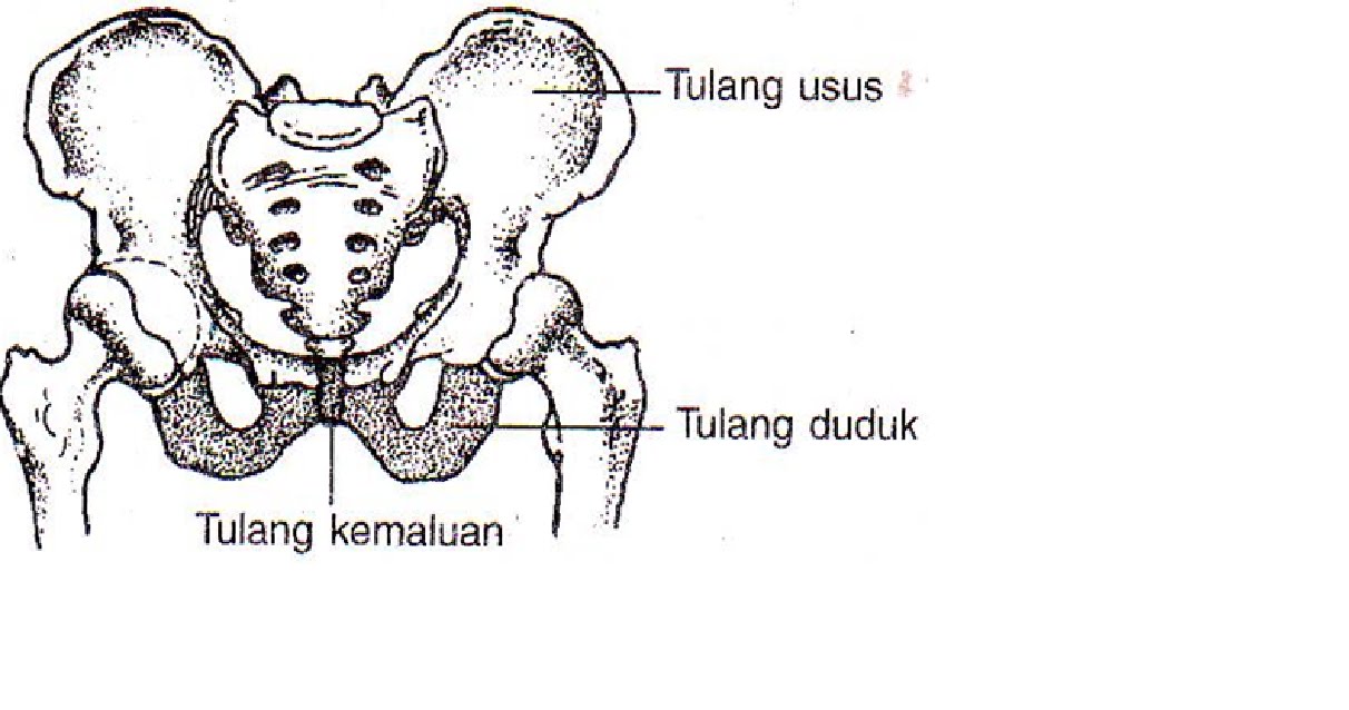 MAKALAH BIOLOGI "SISTEM RANGKA": MAKALAH BIOLOGI "Sistem Rangka"