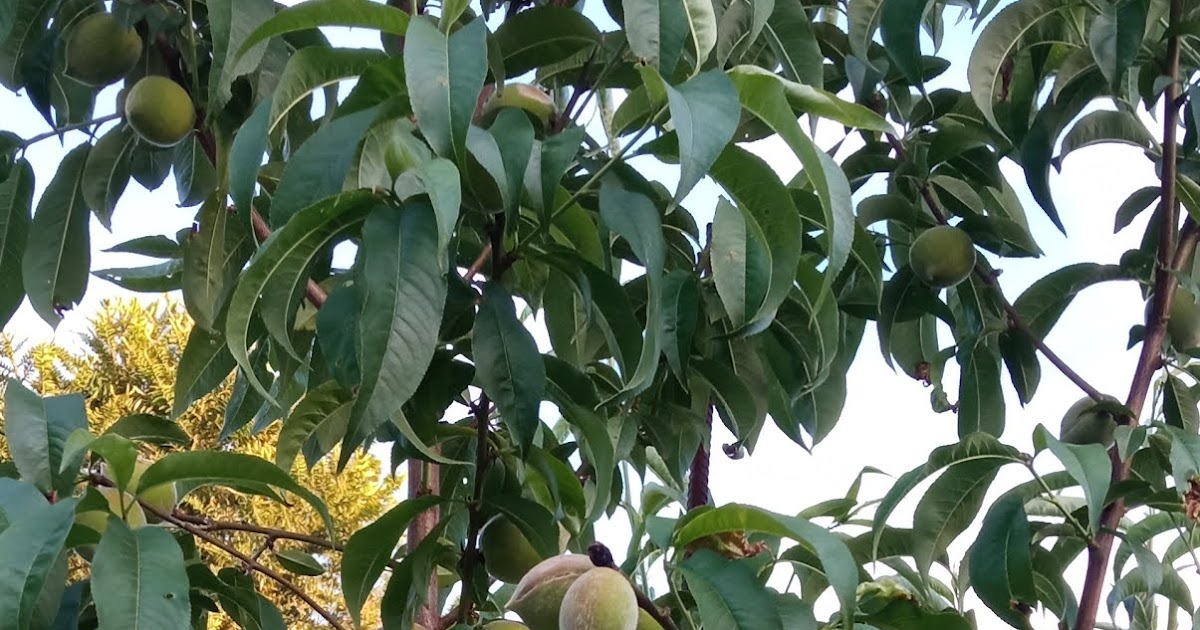 Terra e Sementes: Pessegueiro 🍑