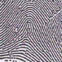 Forensics Project: Basic Shapes/Patterns of Fingerprints & Collecting ...