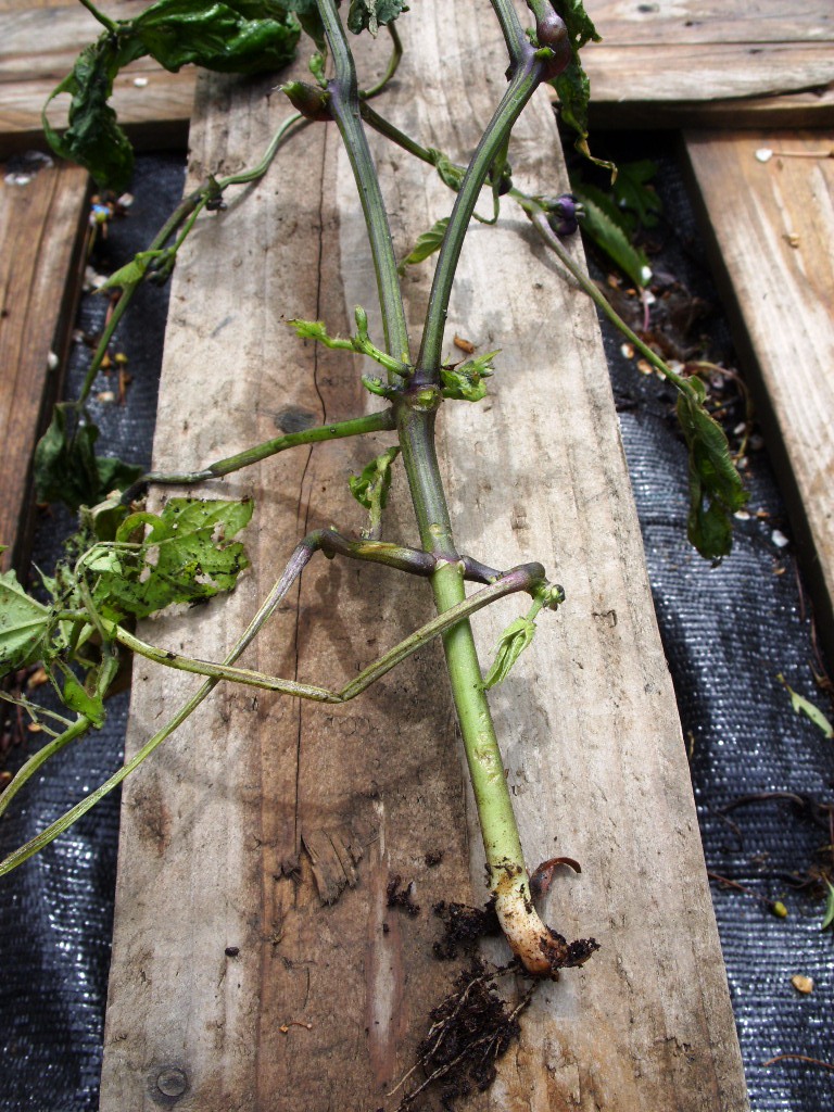 Kelli's Northern Ireland Garden: Veg Villains (courgette, bean ...