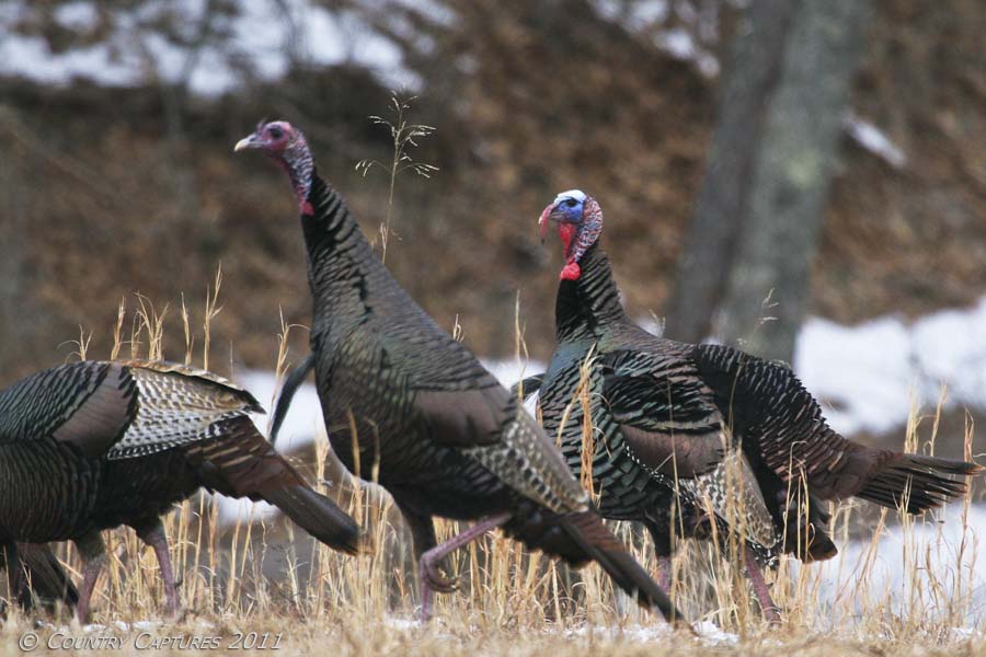 Country Captures: Mid Winter Wild Turkeys