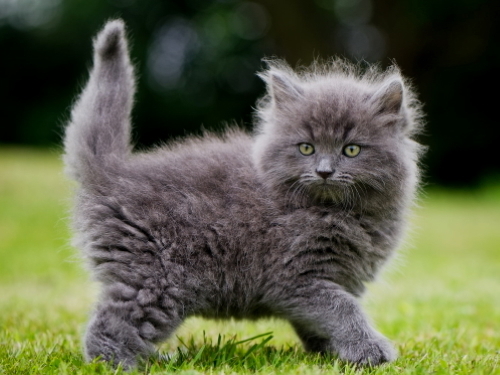 Il pelo del gatto: caratteristiche e cure - GATTO MAGAZINE