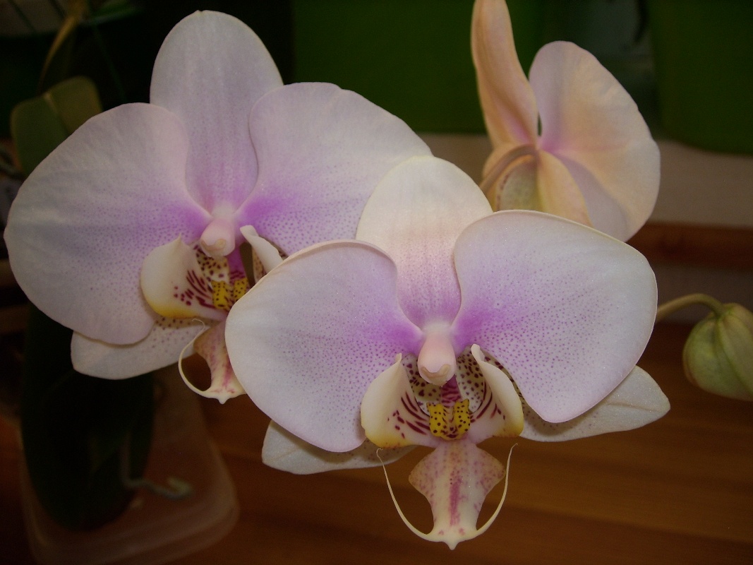 Annela lilleaed: Kuukingade nimetud hübriidid meie kaubandusest