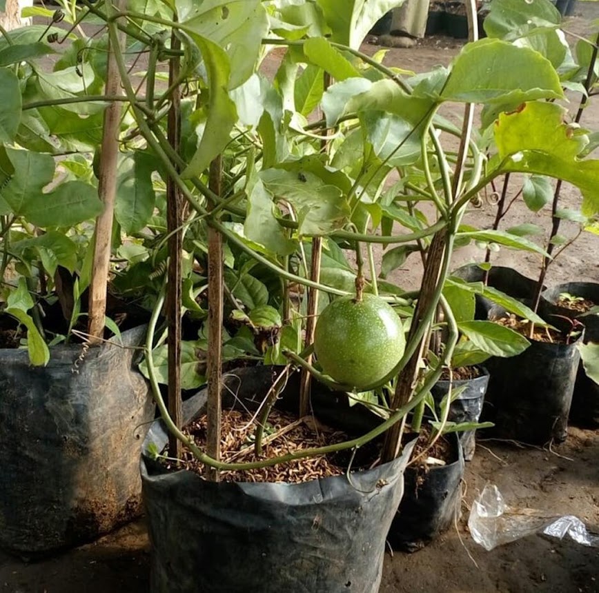 Jual Bibit Markisa Manis Cepat Berbuah Rambat Mutu Unggul