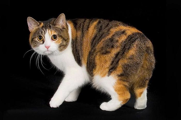 Manx Cat Wallpapers - keywords HERE