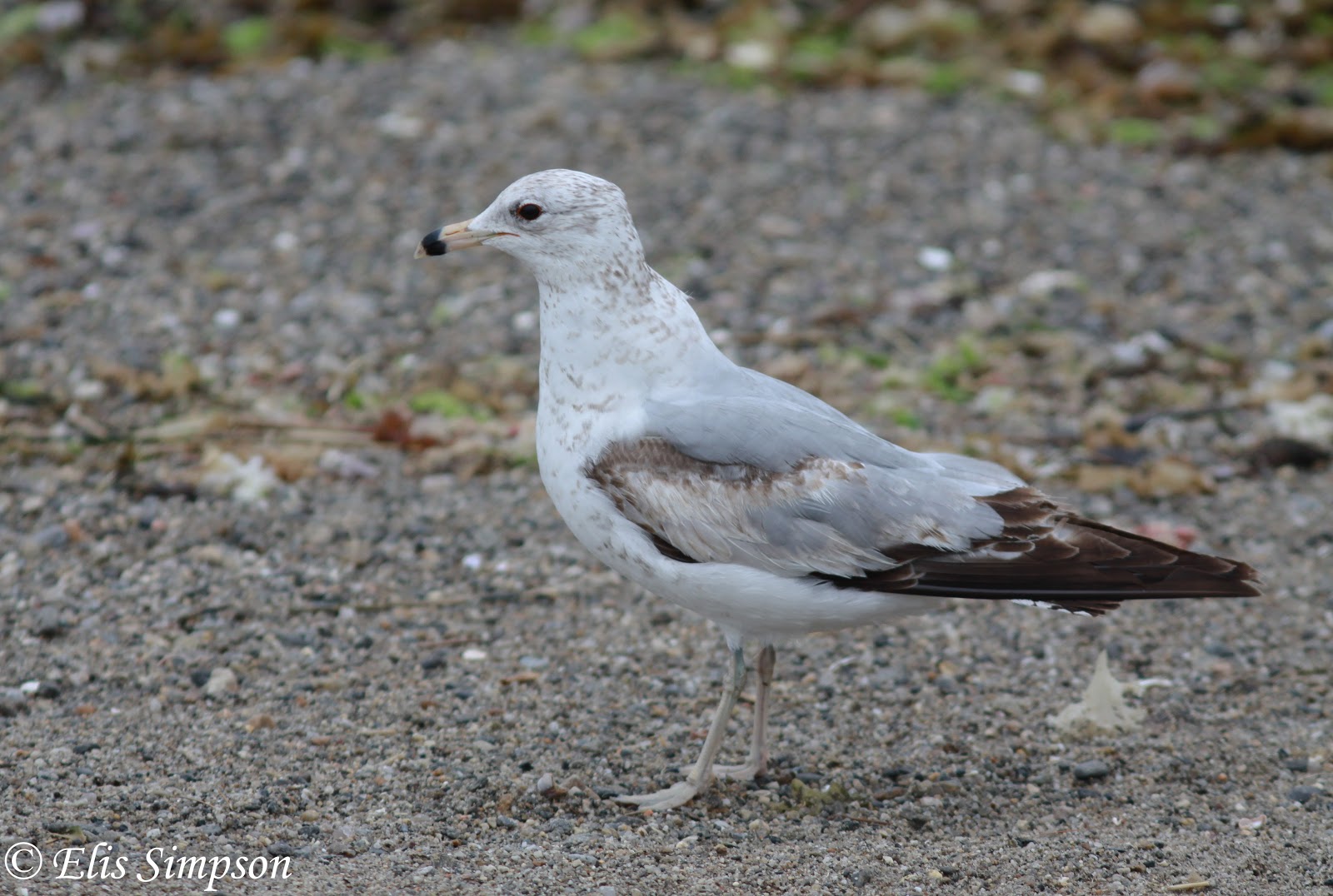 Rick Simpson Birding: Some American Gulls