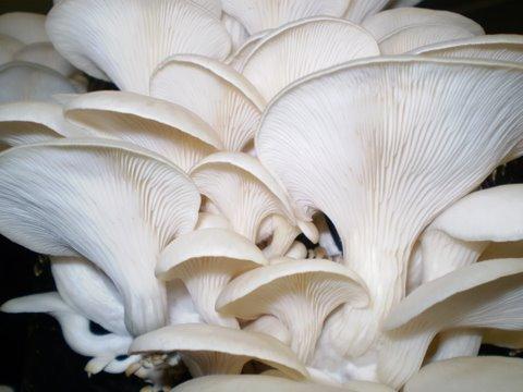 OYSTER MUSHROOM: OYSTER MUSHROOM