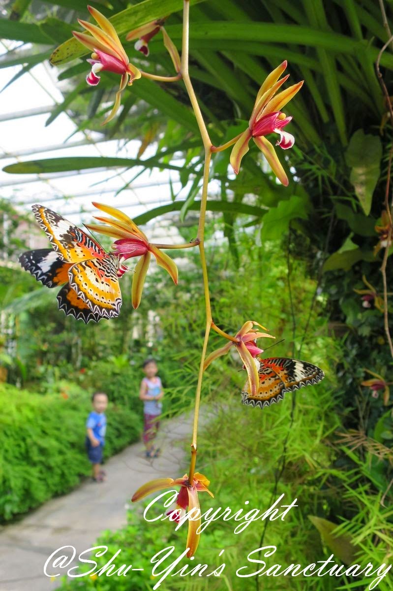 Shu-Yin's Sanctuary: Merdeka Day with Butterflies @ Penang Butterfly Farm!