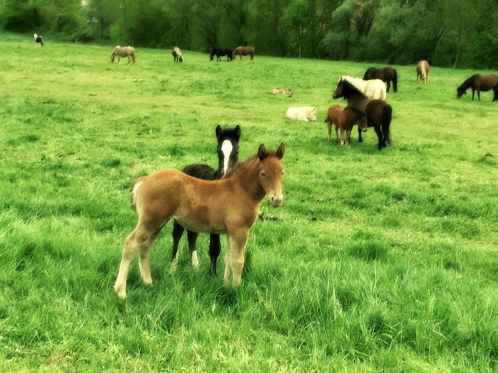 Telegramas: Potrillos