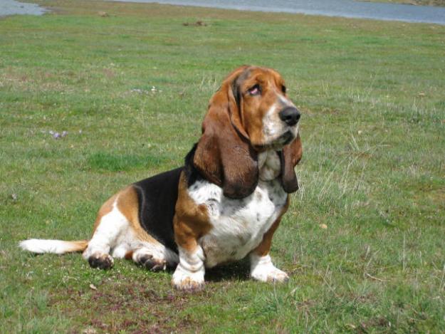 El ojo del buitre: Perros - Basset Hound