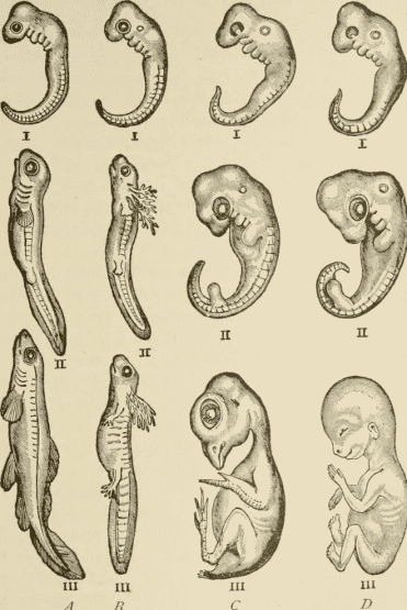 Aquaman Is Real? This Is Evidence That Humans Are Fish Breeds