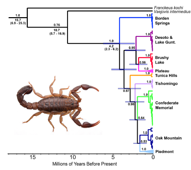 The Scorpion Files Newsblog: A phylographic study of the widespread ...