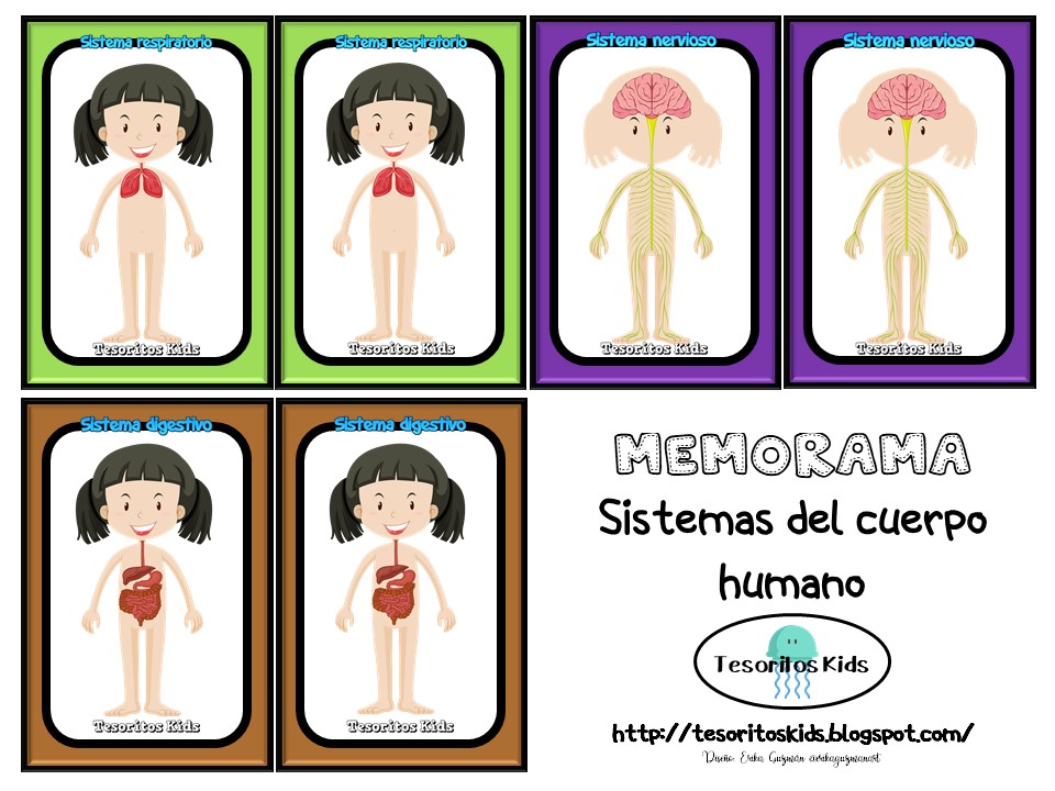 Tesoritos Kids: Memorana "Sistemas del cuerpo humano"