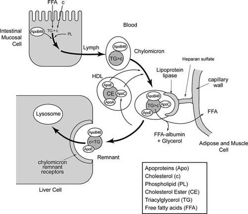 Hypertriglyceridemia (Lipoprotein Lipase Deficiency) Case File