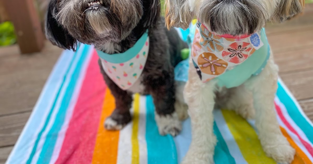 Adventures of the LLB Gang: No Cookie....No Looky