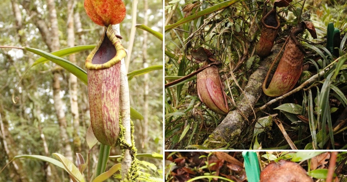 Species New to Science: [Botany • 2019] Nepenthes cabanae (Nepenthaceae ...
