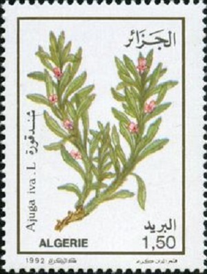 Abiga: Ajuga iva | Plantas rioMoros