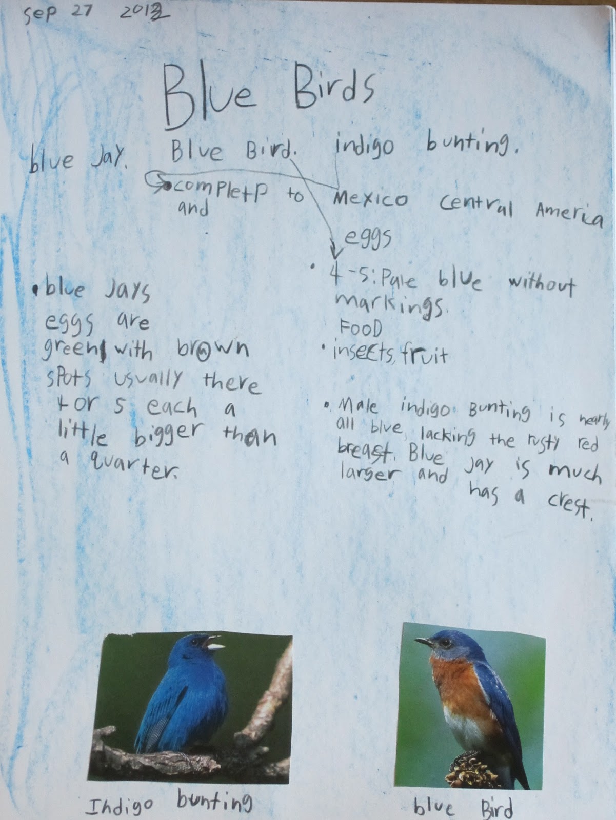 Harvest Moon by Hand: Blue Jays and Bluebirds - Outdoor Hour Challenge