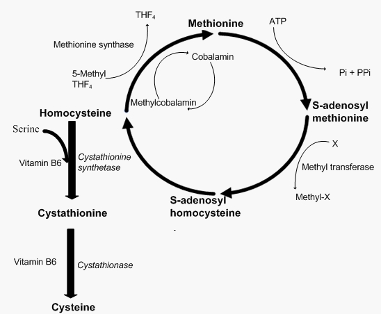 Homocystinuria; Cystathionine beta-Synthase Deficiency Disease; CBS ...